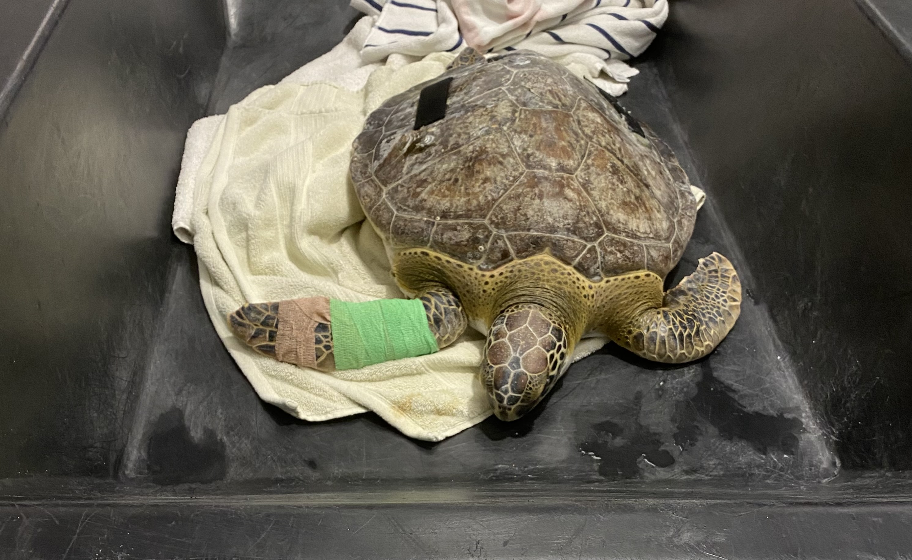 From Tumors to Shark Attacks: Treating Sea Turtles at the Loggerhead MarineLife Center | Cornell ...